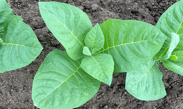 TABACELLA - Tabaco Premium