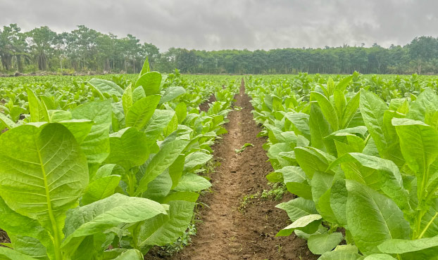 TABACELLA - Tabaco Premium